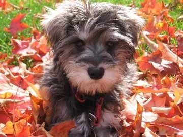 Schnoodle Rescues for Adoption – Top 5!