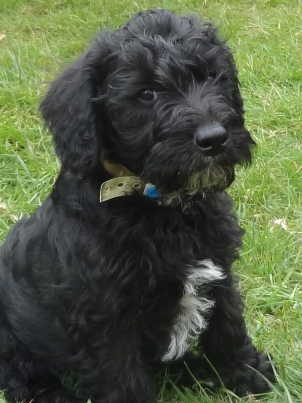 Schnoodle Rescues for Adoption – Top 5!