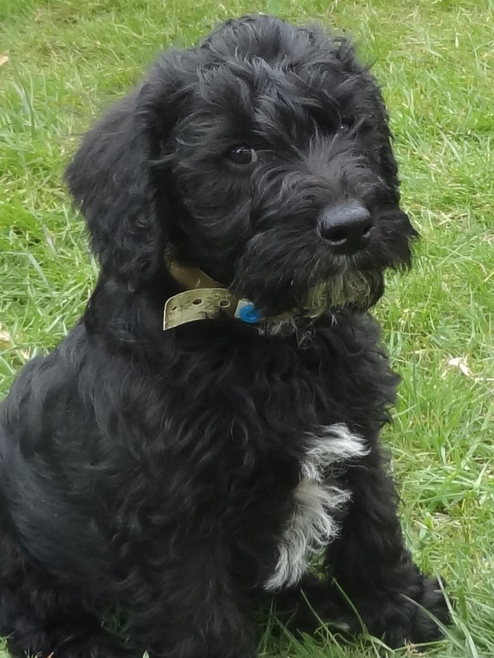 Schnoodle Rescues for Adoption – Top 5!