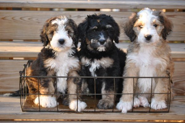 Bernedoodle Colors - Tricolor, Black, White, Brown, etc. - We Love Doodles