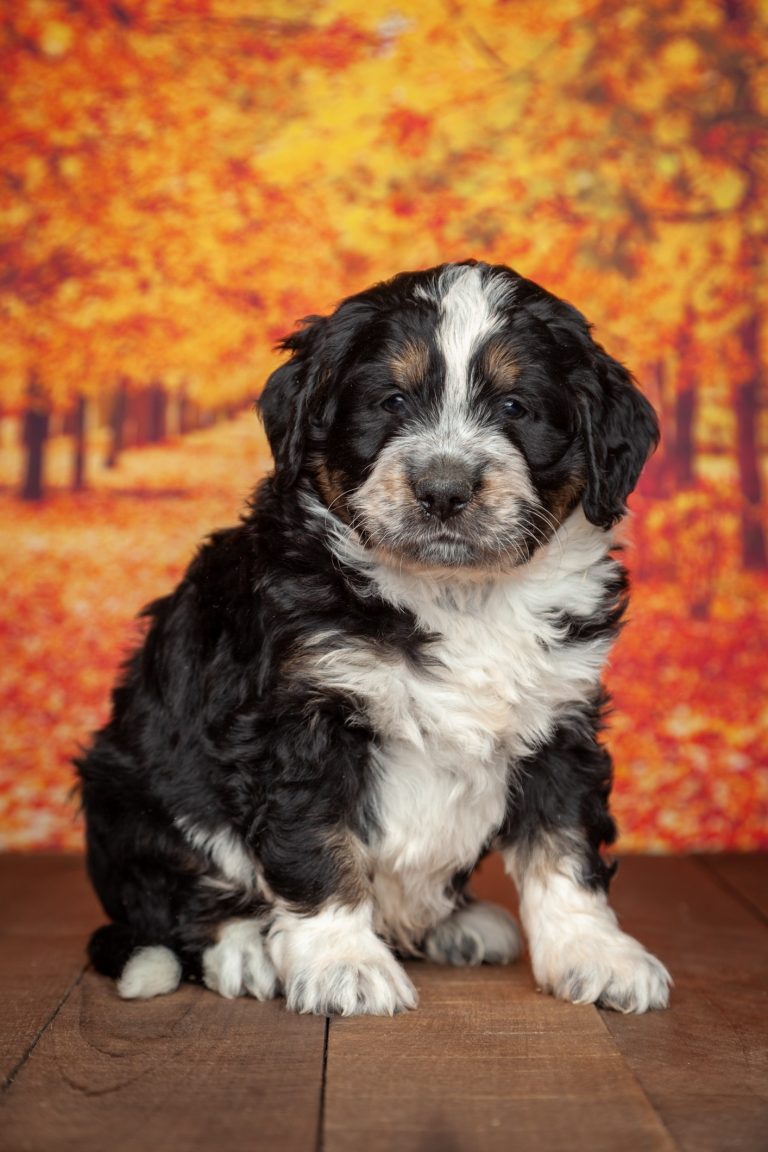 Bernedoodle Breeders in Indiana - Top 5 Picks! - We Love Doodles
