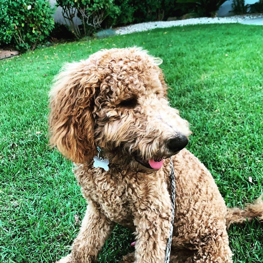 Labradoodle Puppies in Illinois – Top 5 Breeders!