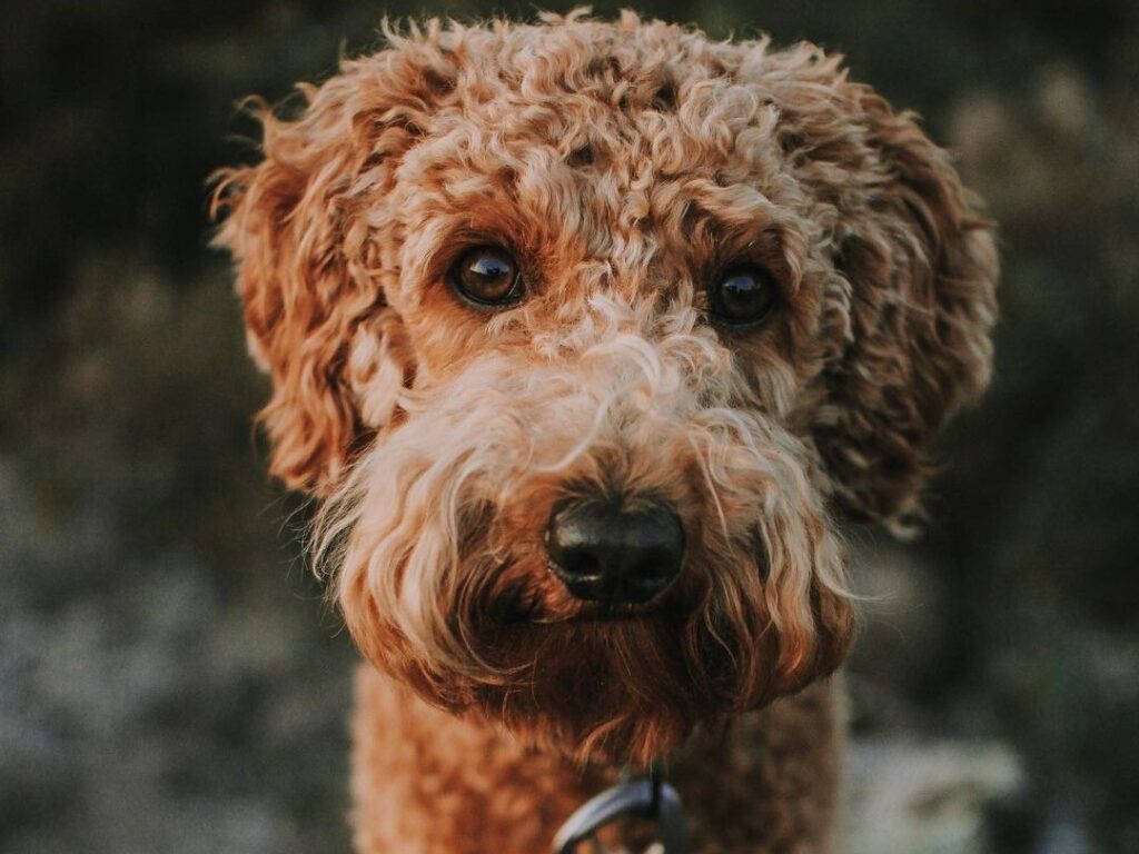 6 Best Goldendoodle Breeders in Massachusetts! - We Love Doodles