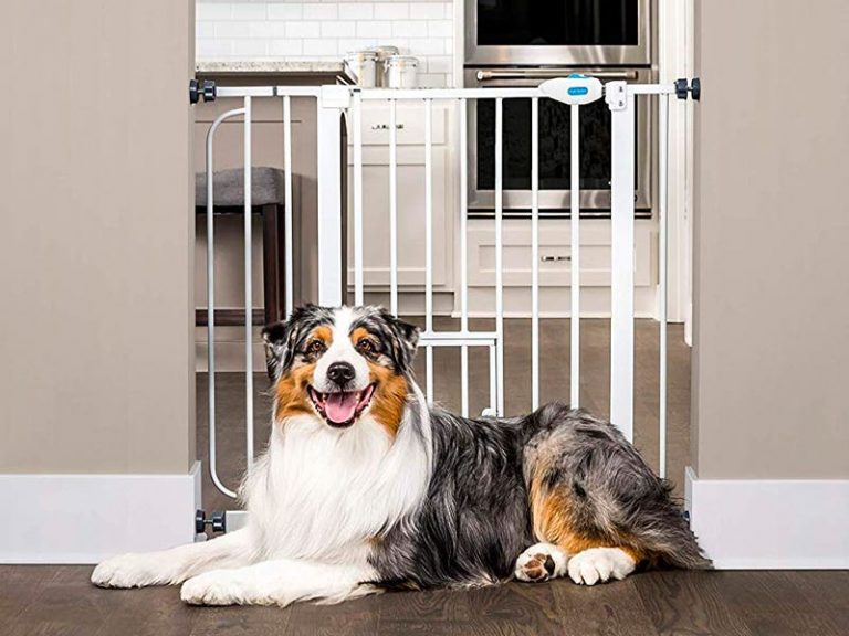 Best Dog Gate for Jumpers - Top 7 Picks! (2023) - We Love Doodles