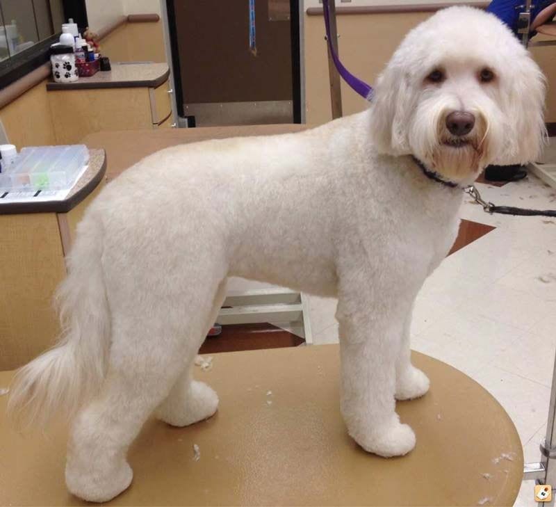 Best Types of Cavapoo Haircuts!
