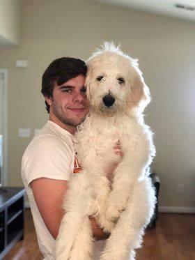 6 Best Pyredoodle Breeders in the United States!