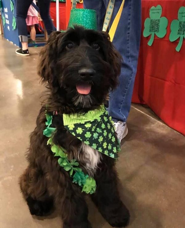 Doodle Rescues in Texas – Top 6 Picks!