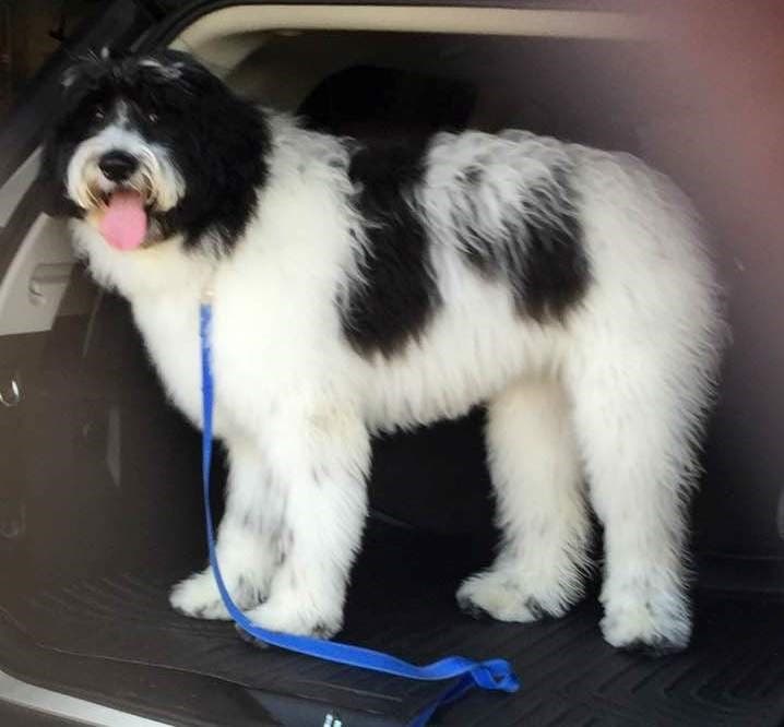 6 Best Pyredoodle Breeders in the United States!