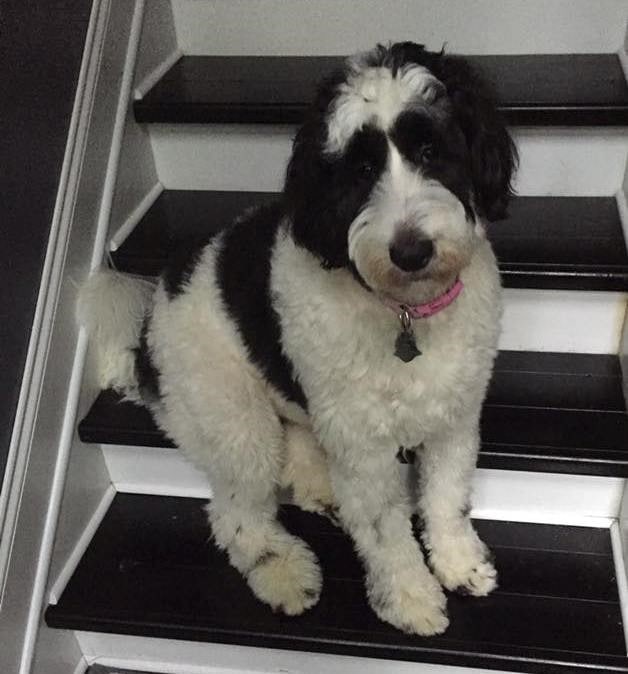 6 Best Pyredoodle Breeders in the United States!