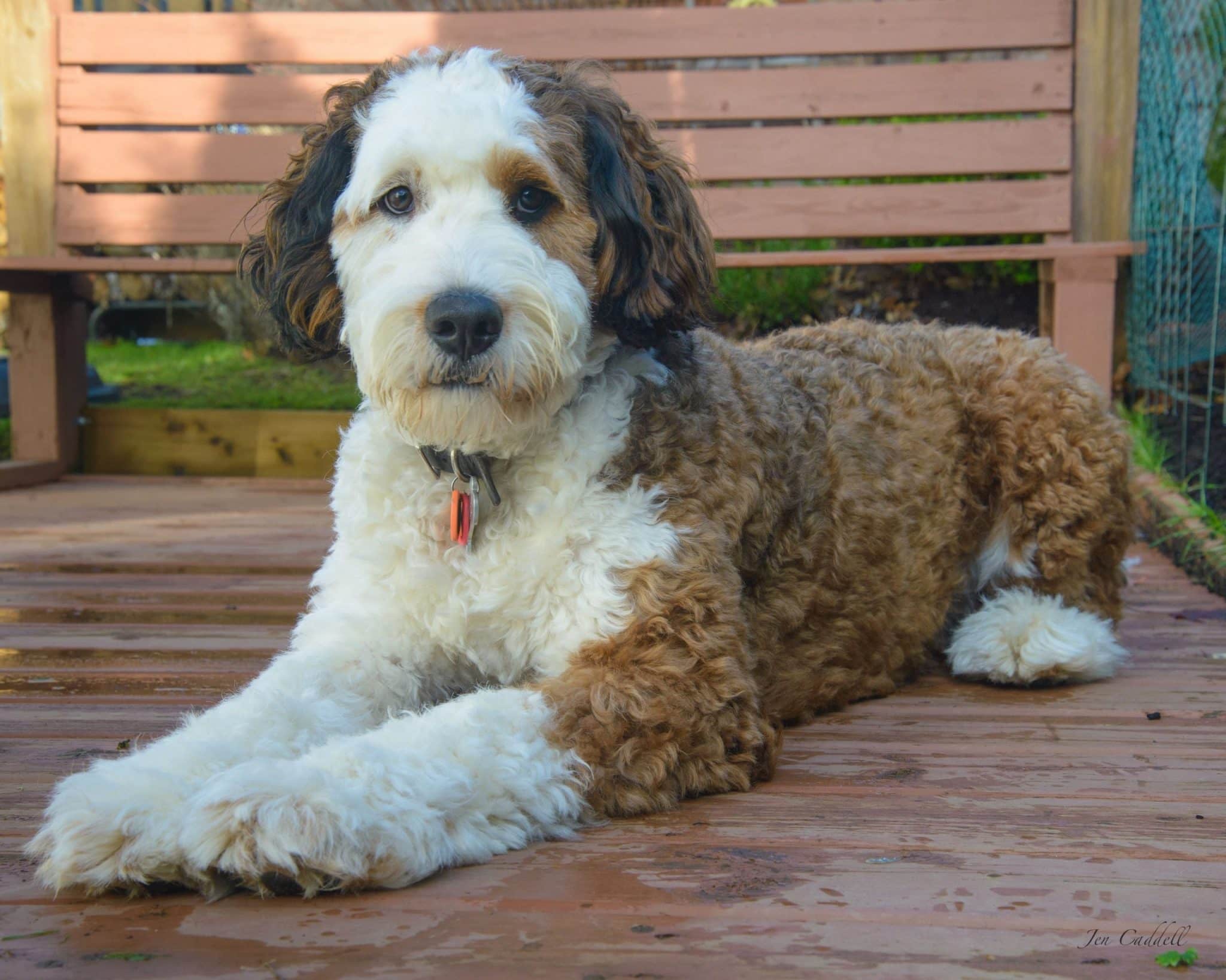 Best Types of Bernedoodle Haircuts - With Pictures! - We Love Doodles