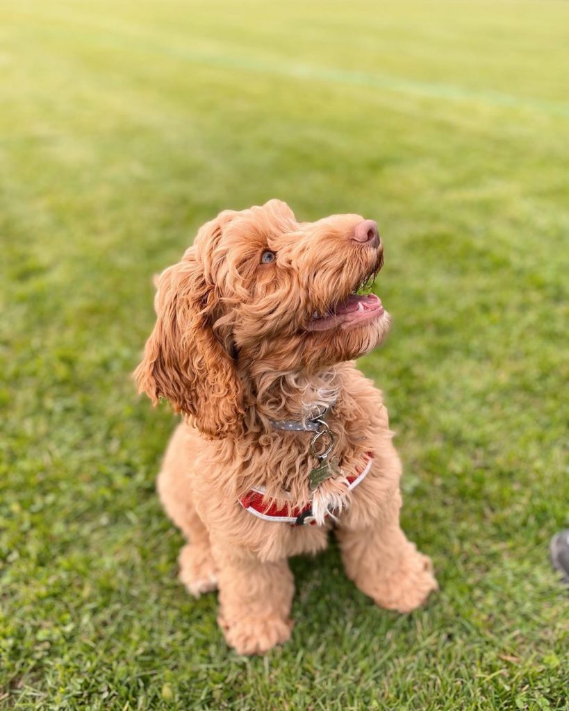 Best Dog Food for a Cockapoo - Top 9 Picks! (2023) - We Love Doodles