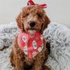 5 Best Doodle Rescues in Florida!