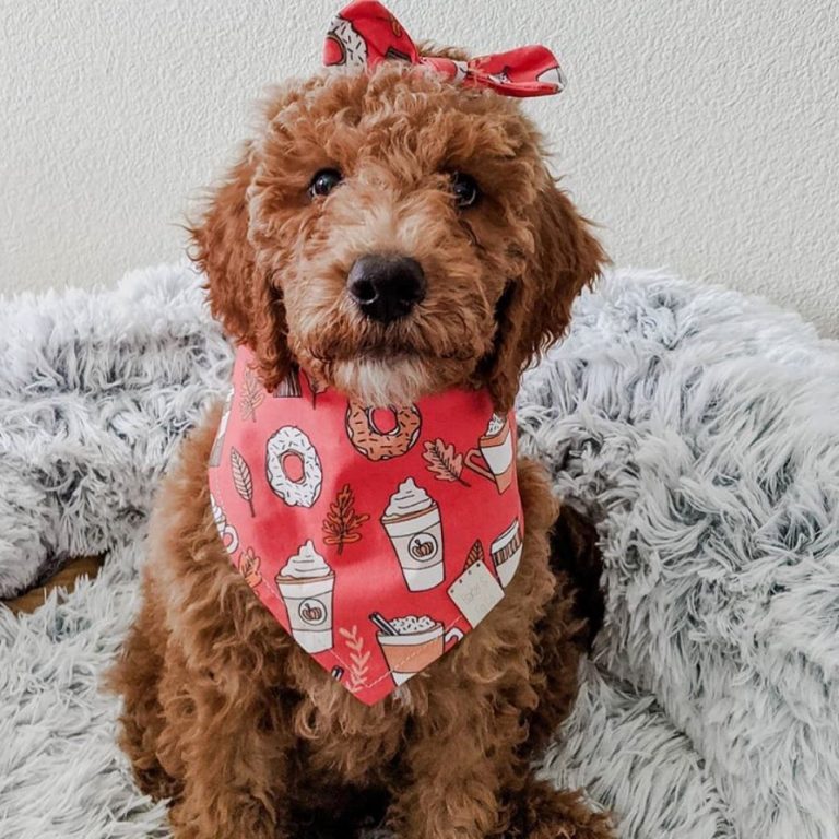 5 Best Doodle Rescues in Florida! - We Love Doodles