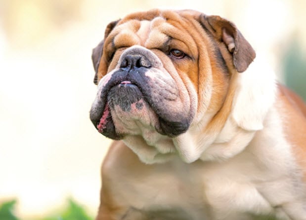 5 Best English Bulldog Breeders in California! - We Love Doodles
