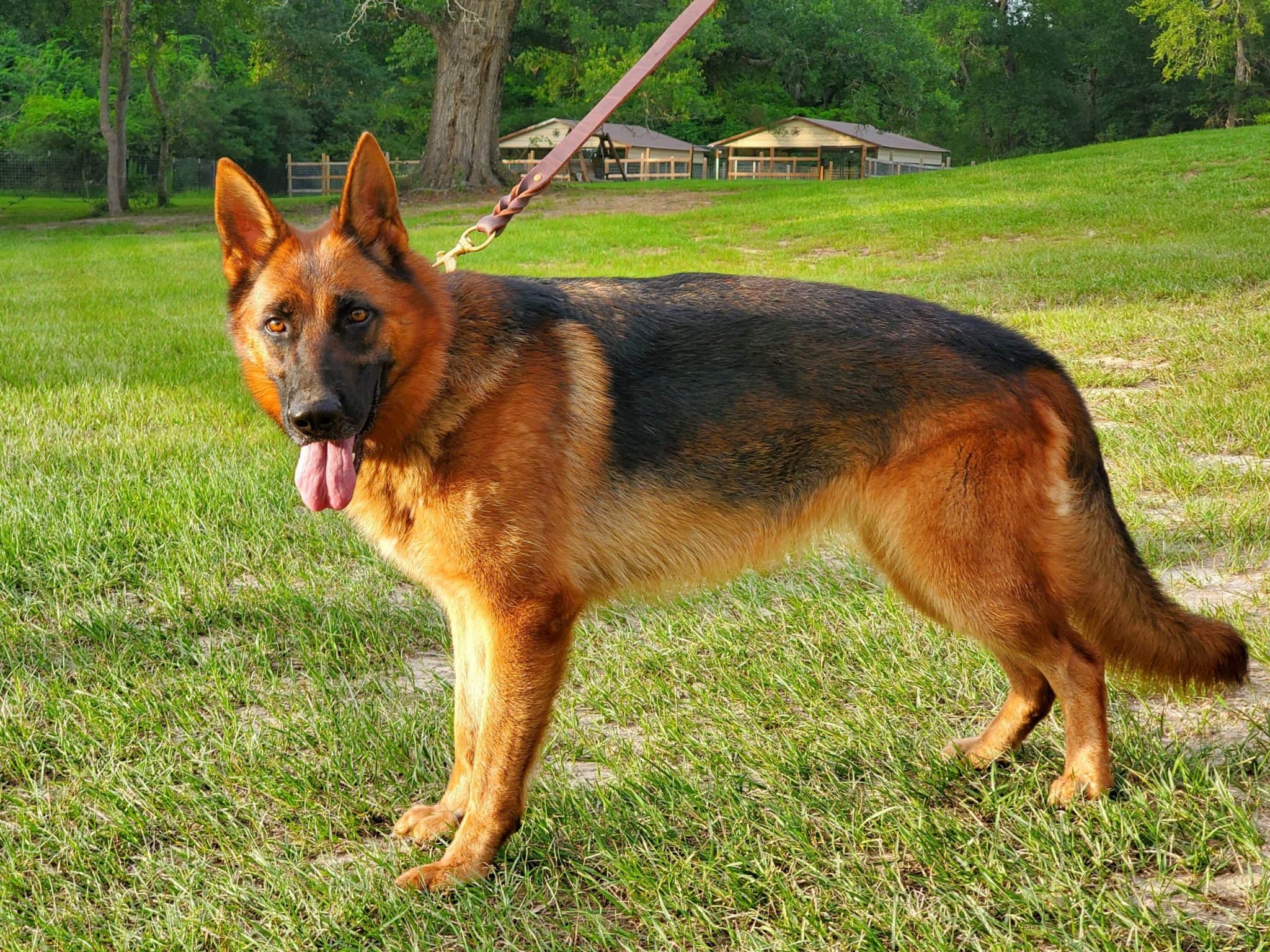6 Best German Shepherd Breeders in Texas!