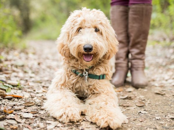 What is the Best Doodle Breed? Top 6 Picks! (2024) - We Love Doodles