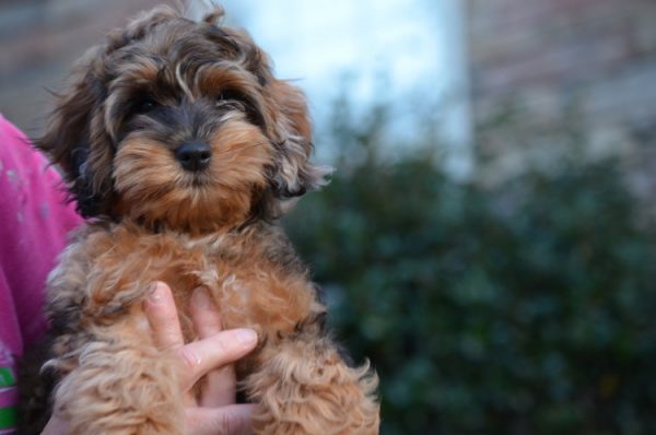 Types of Cockapoo Colors – With Pictures!