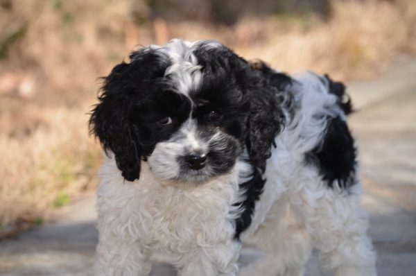 Types of Cockapoo Colors – With Pictures!