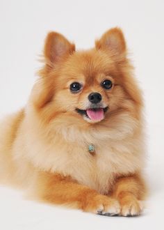 7 Best Pomeranian Breeders in California! - We Love Doodles