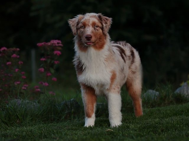 8 Best Australian Shepherd Breeders in Texas! (2024) - We Love Doodles