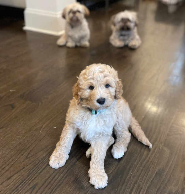 6 Best Pyredoodle Breeders in the United States!