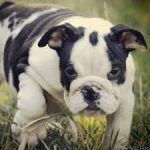 5 Best English Bulldog Breeders in California! (2022) - We Love Doodles