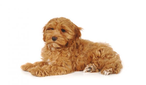 Types of Cockapoo Colors – With Pictures!