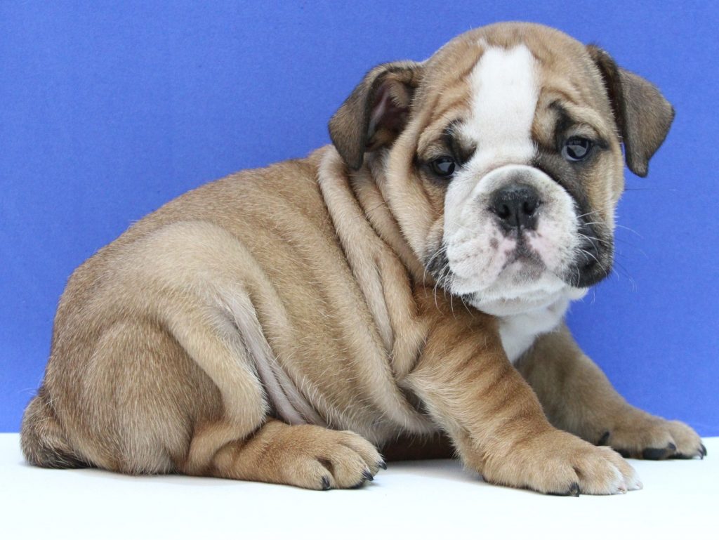 9 Best English Bulldog Breeders in Texas! (2023) - We Love Doodles