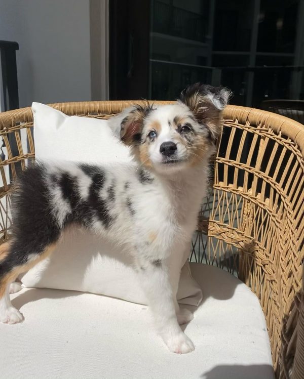 8 Best Australian Shepherd Breeders in Texas! (2024) - We Love Doodles