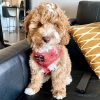 Types of Cockapoo Colors - With Pictures! - We Love Doodles