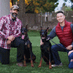 7 Best Doberman Breeders in California (2021) We Love Doodles