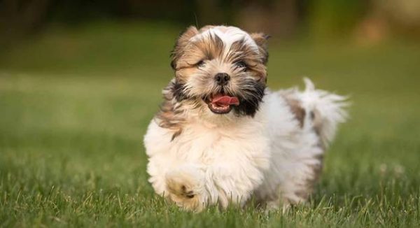 6 Best Havanese Breeders in Texas!