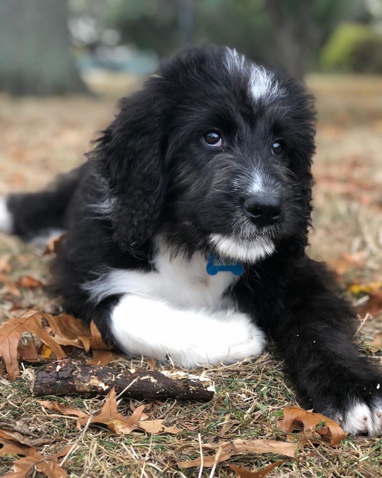 Which Bernedoodle Size? Mini, Medium, Standard