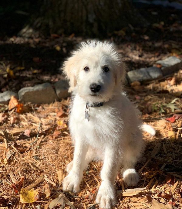 6 Best Pyredoodle Breeders in the United States!