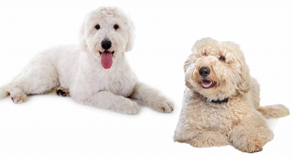 Australian Labradoodle vs Labradoodle - Dog Breed Comparison - We Love ...