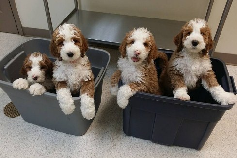 9 Best Poodle Breeders in Virginia! - We Love Doodles