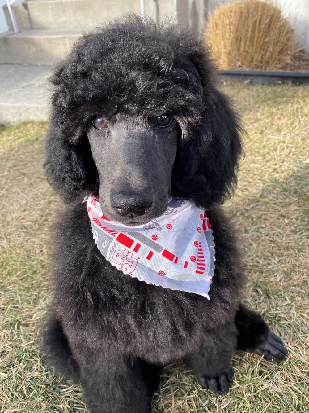 5 Best Poodle Breeders in Oregon! - We Love Doodles