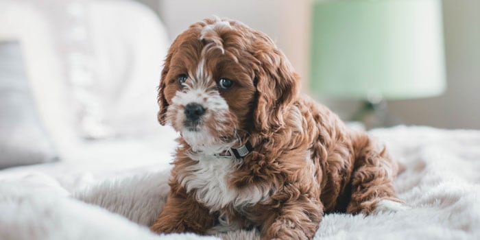 Cavapoo vs Goldendoodle – Dog Breed Comparison!