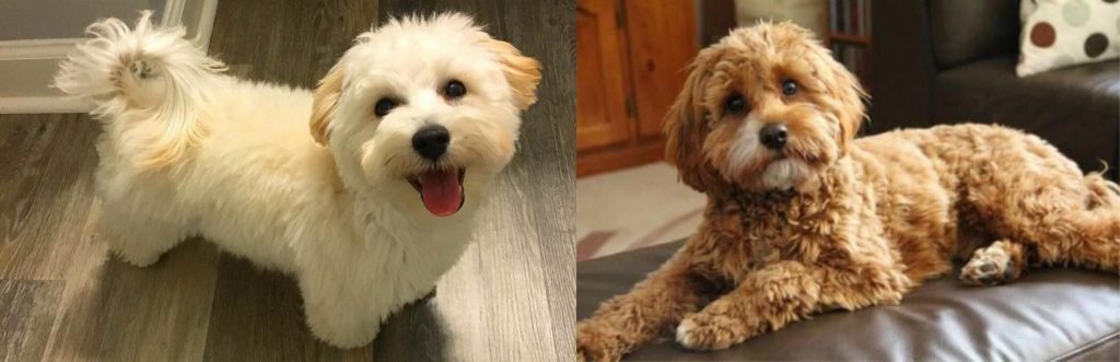 Cavapoo vs Maltipoo - Dog Breed Comparison! (2024) - We Love Doodles