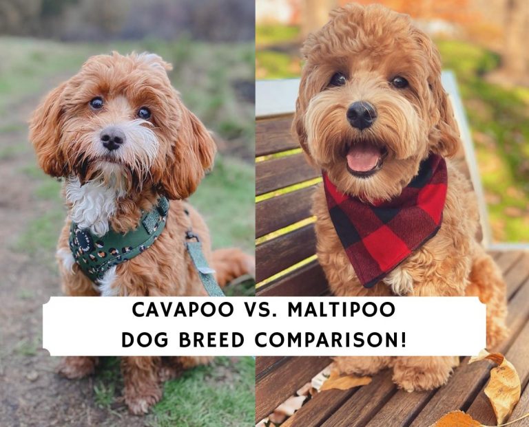 Cavapoo vs Maltipoo - Dog Breed Comparison! (2024) - We Love Doodles