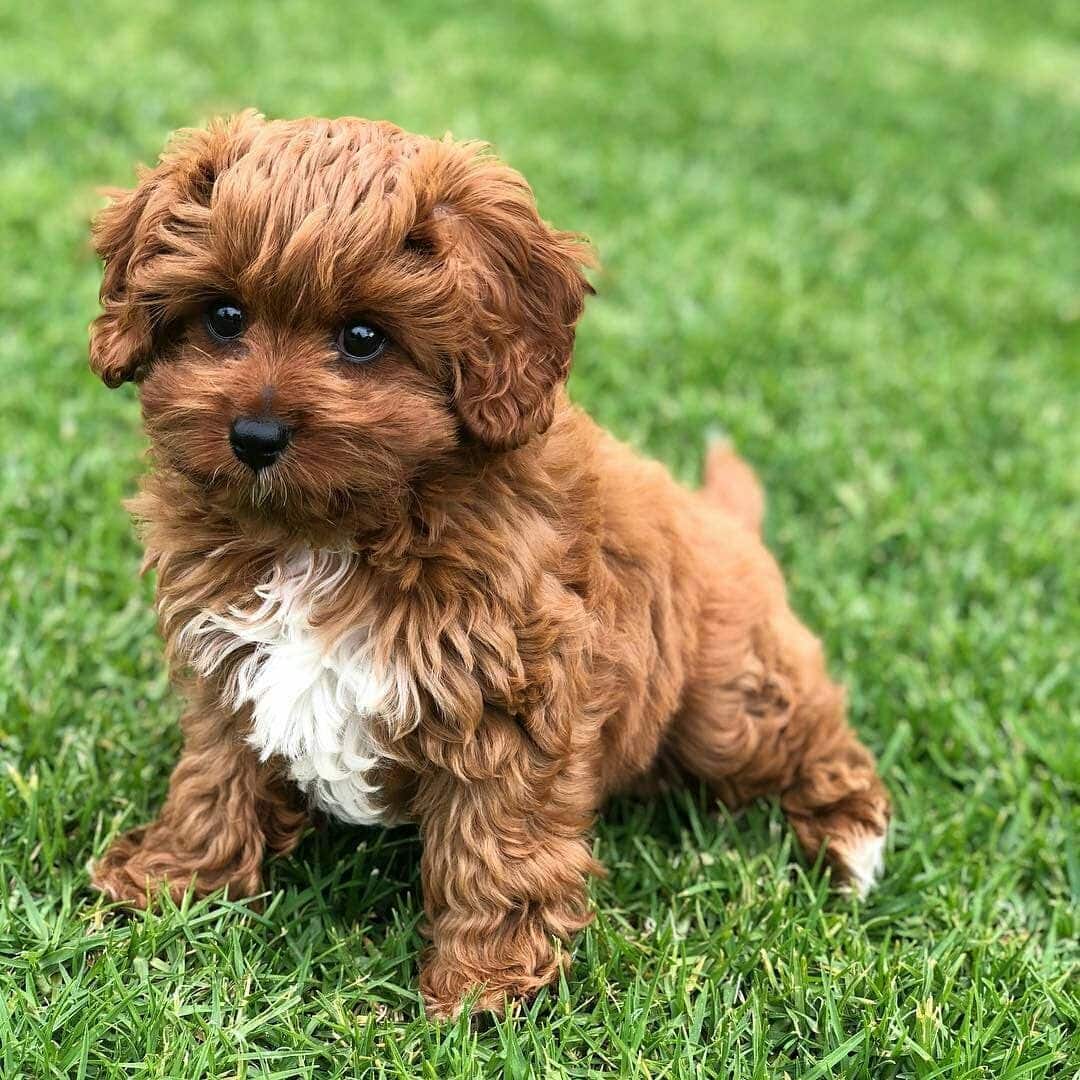 4 Best Cavapoo Breeders In Colorado! - We Love Doodles
