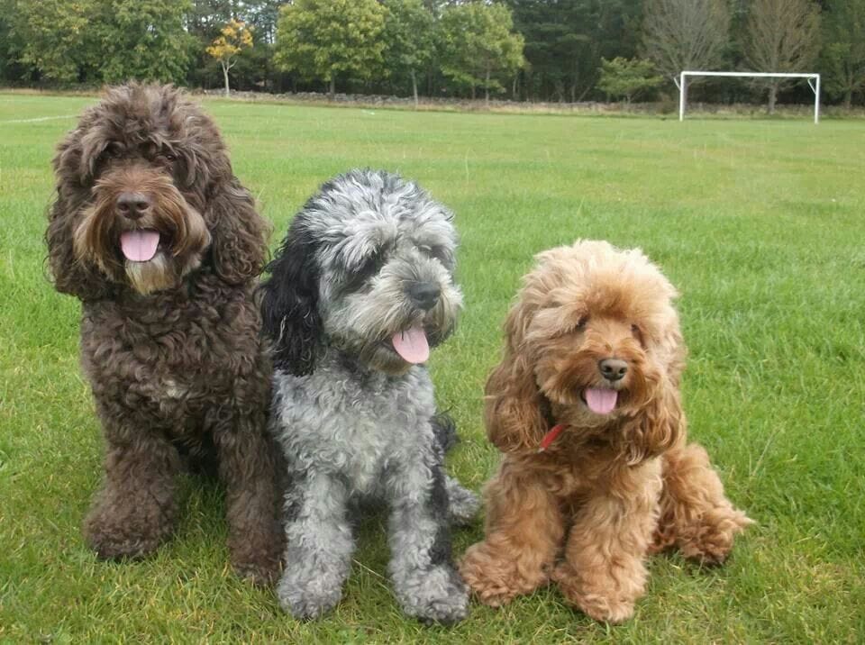 Cockapoo vs Goldendoodle – Dog Breed Comparison!