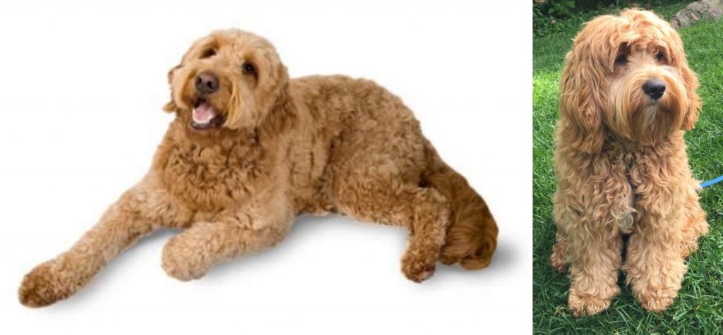Cockapoo vs Goldendoodle – Dog Breed Comparison!