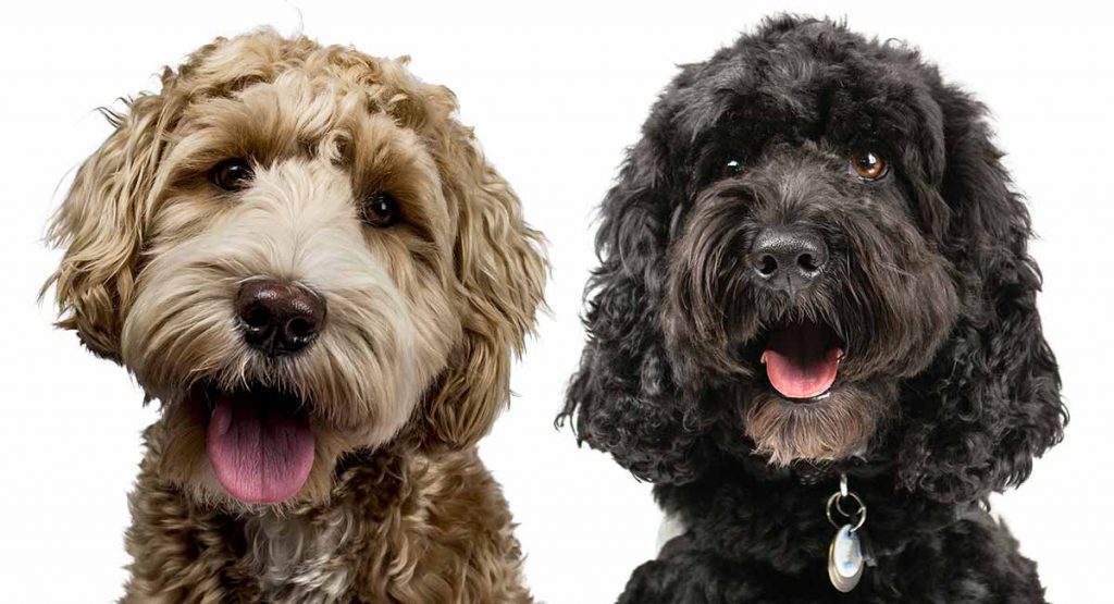 Cockapoo vs Labradoodle - Dog Breed Comparison! - We Love Doodles