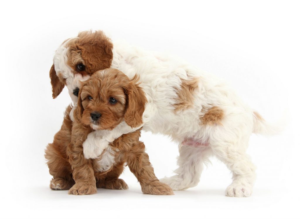 4 Best Cavapoo Breeders In Colorado! - We Love Doodles