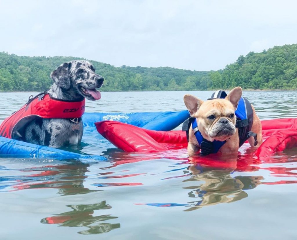 Best Raft for Dogs - Top 9 Picks (2024) - We Love Doodles
