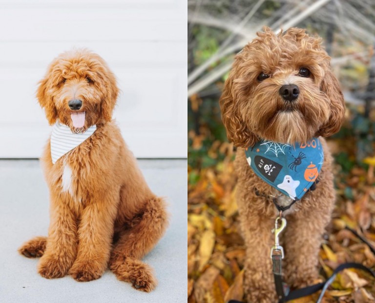 Cavapoo vs Goldendoodle – Dog Breed Comparison!