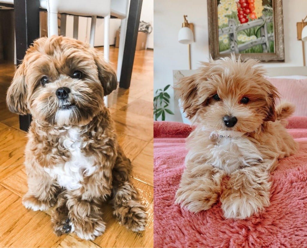 Shih Poo vs Maltipoo - Dog Breed Comparison! - We Love Doodles