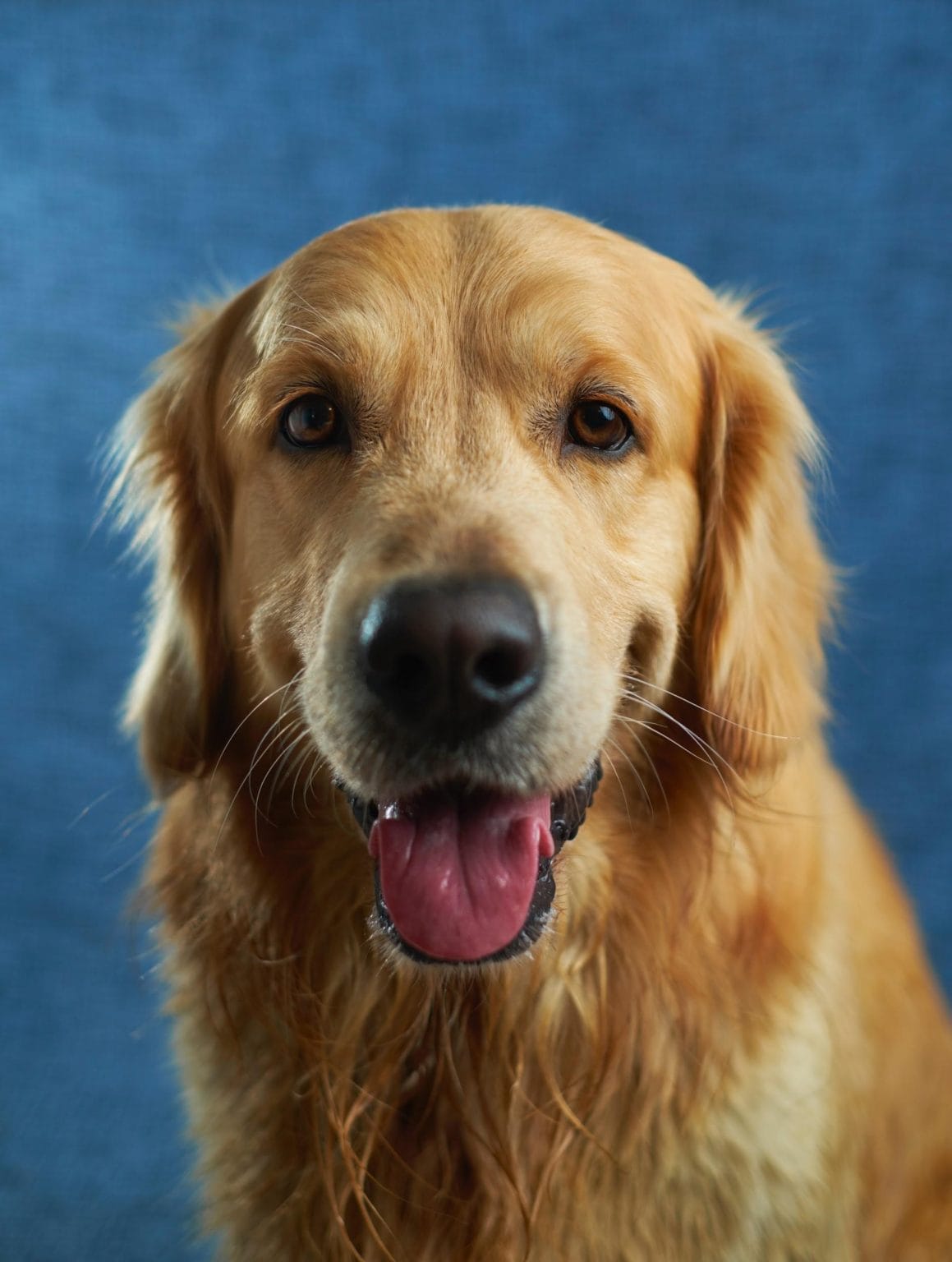 5 Best Golden Retriever Rescues in Michigan! - We Love Doodles