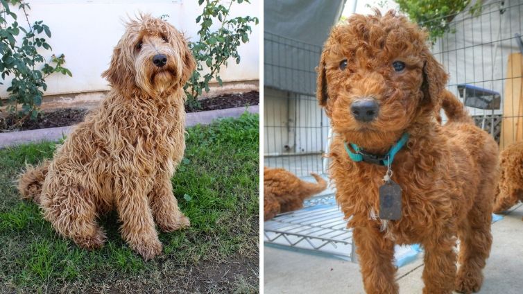 Mini Labradoodle vs Mini Goldendoodle - Dog Breed Comparison! (2024 ...